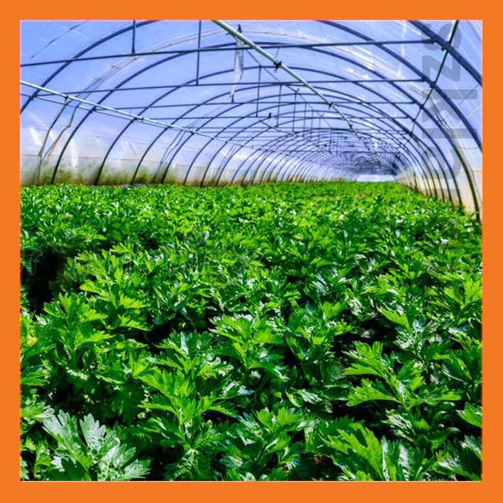 Uprawa selera w szklarni - Poradnik - Szklarnia 24