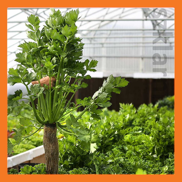 Uprawa selera w szklarni - Poradnik - Szklarnia 24